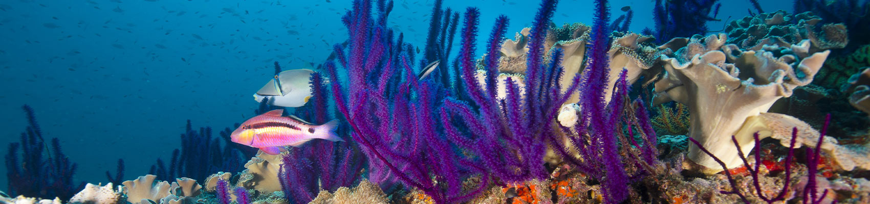 IMMERSIONI IN MUSANDAM - Originaltour Tour Operator