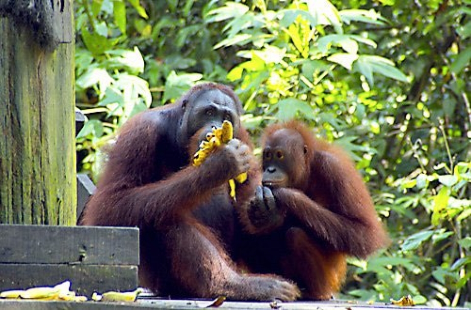 Sepilok - Originaltour Tour Operator