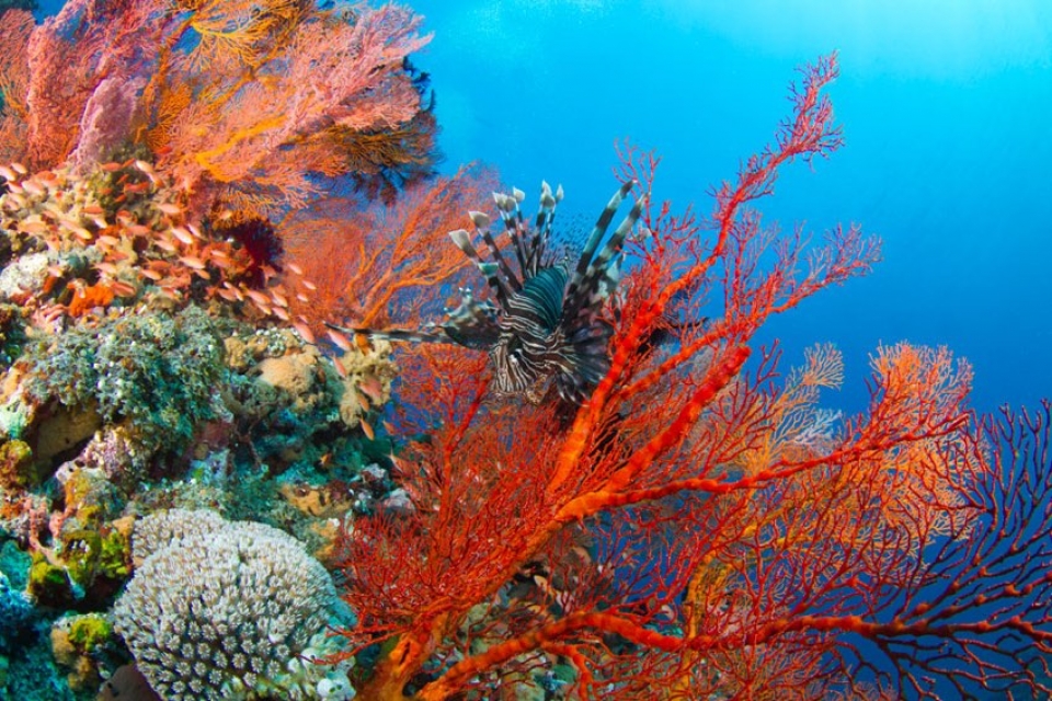 Derawan Dive Lodge - Originaltour Tour Operator