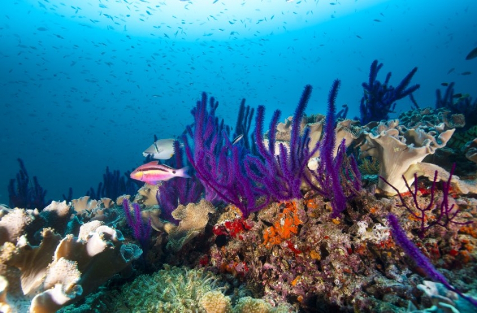 Diving in Oman - Originaltour Tour Operator