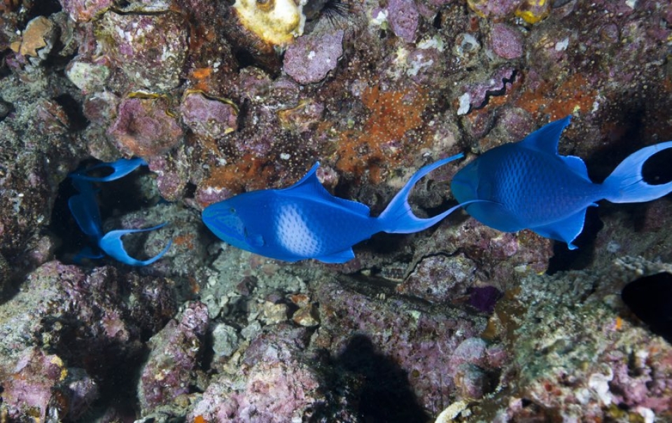 Diving in Oman - Originaltour Tour Operator