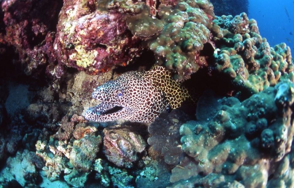 Diving in Oman - Originaltour Tour Operator