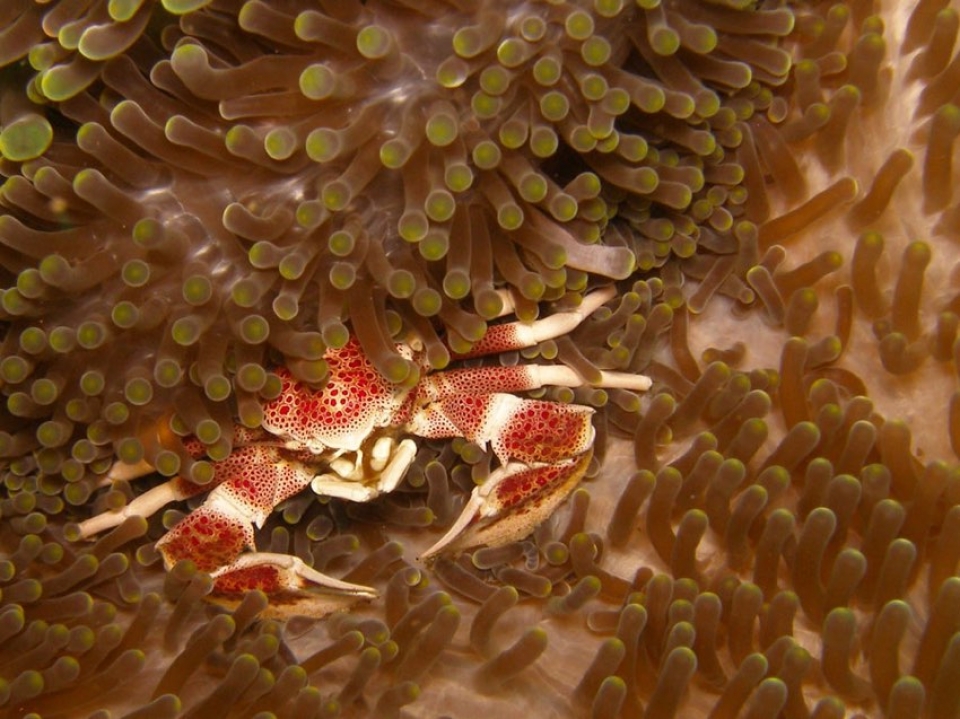 Thalatta Dive Resort - Originaltour Tour Operator