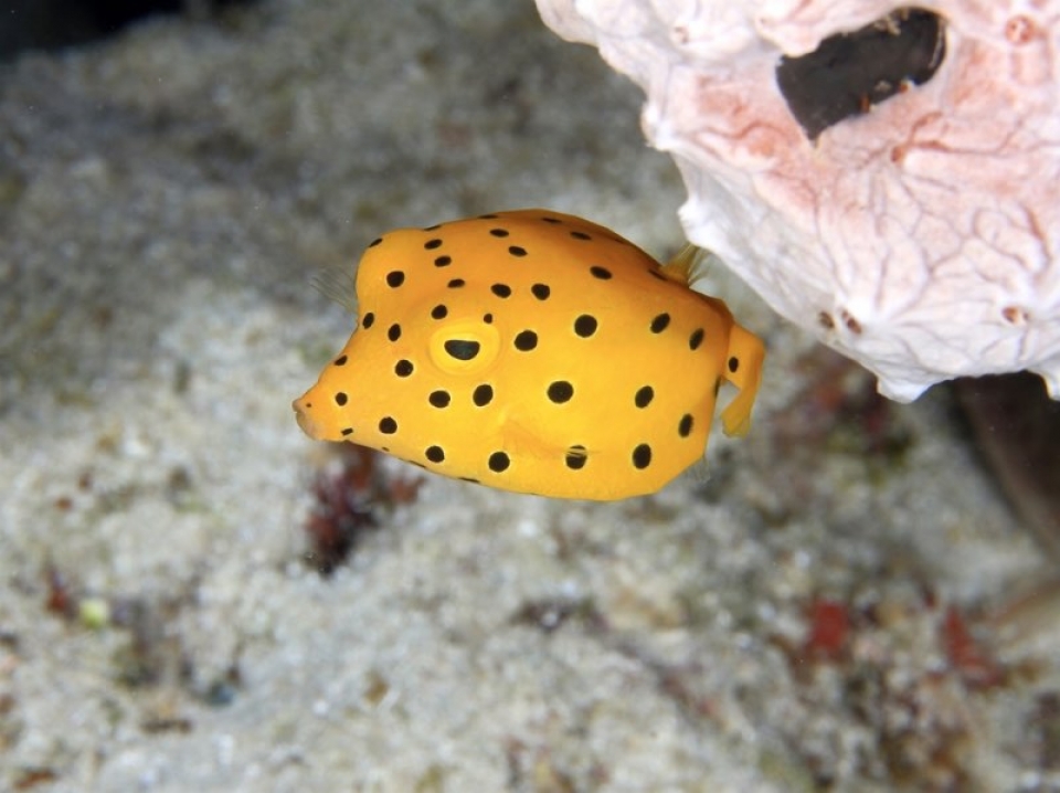 Cape Paperu Resort & Spa - Originaltour Tour Operator