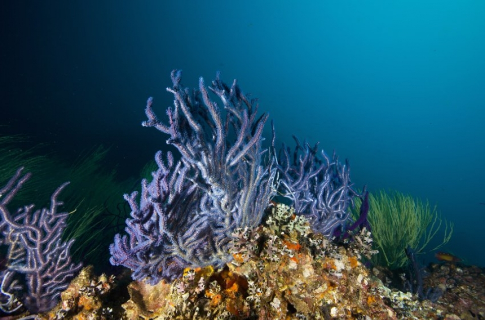 Diving in Oman - Originaltour Tour Operator