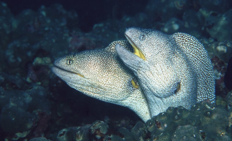 Diving in Oman - Originaltour Tour Operator